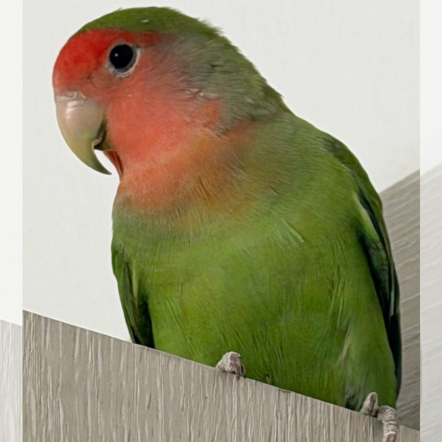 Попугай неразлучник