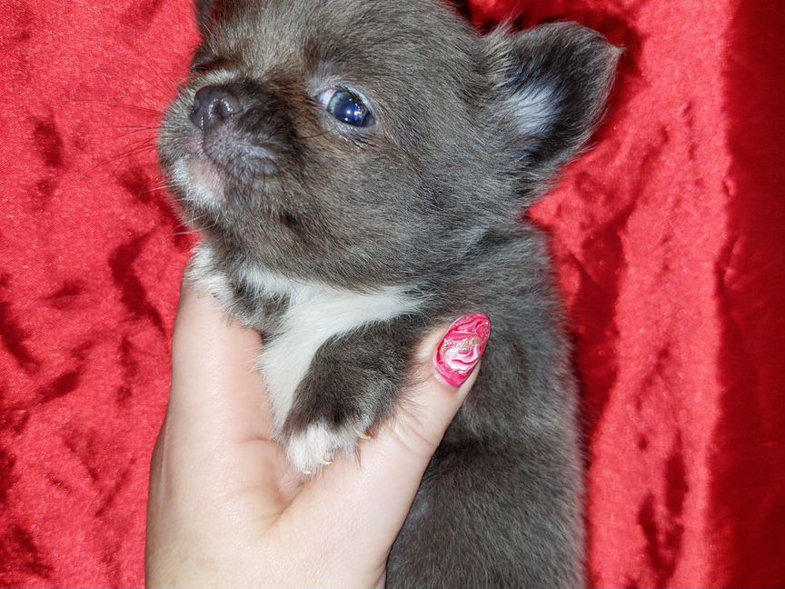 Чихуахуа мини девочка