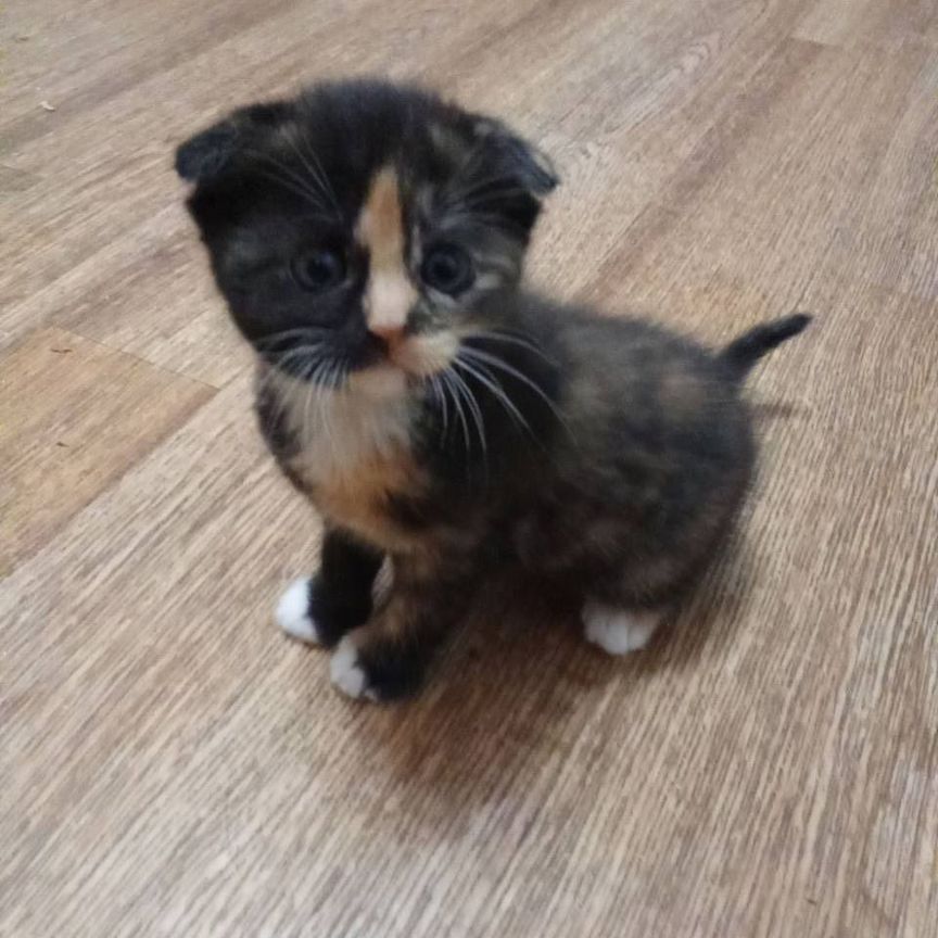 Шотланский вислоухий котенок девочка