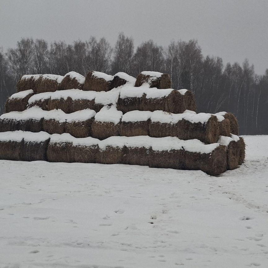 Сено