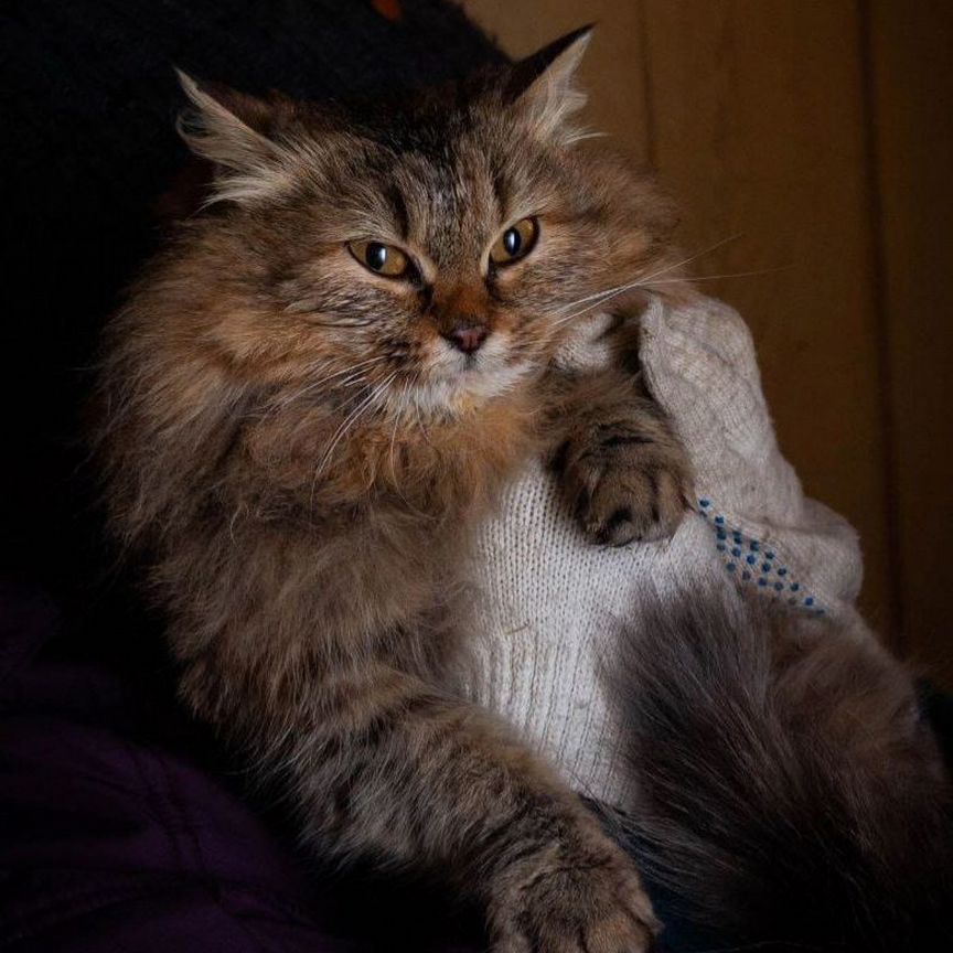 Кошечка ищет дом