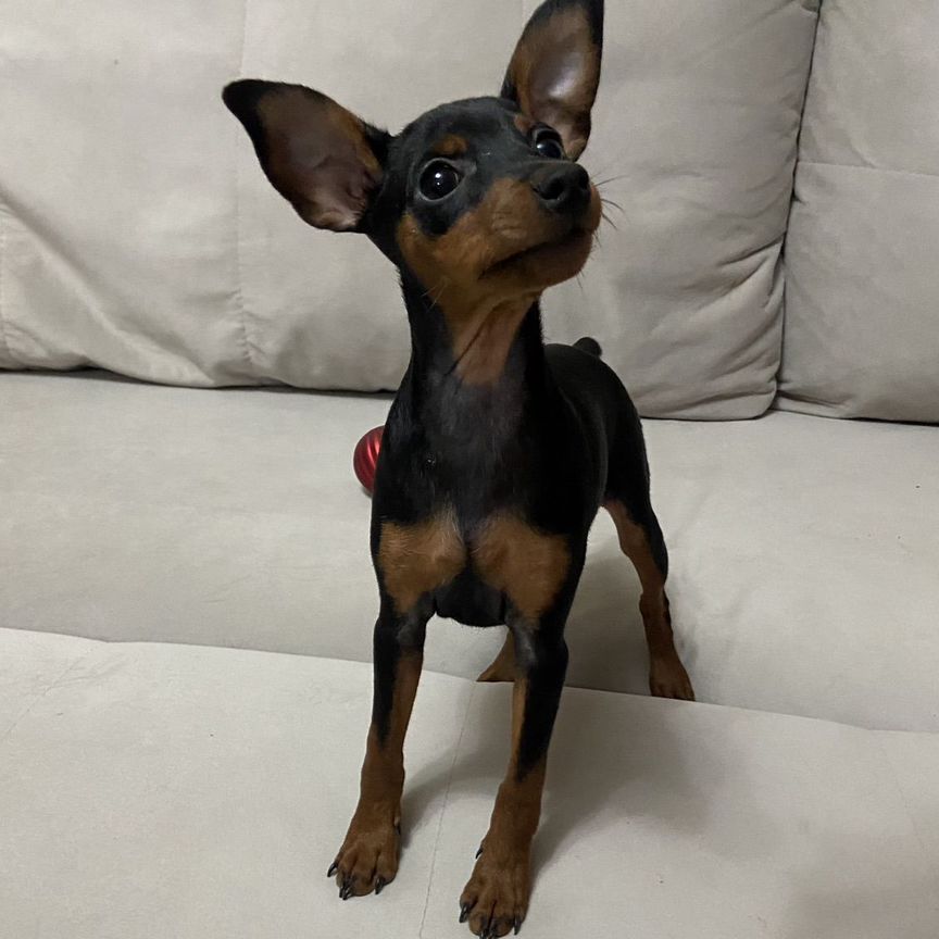 Цвергпинчер, щенок