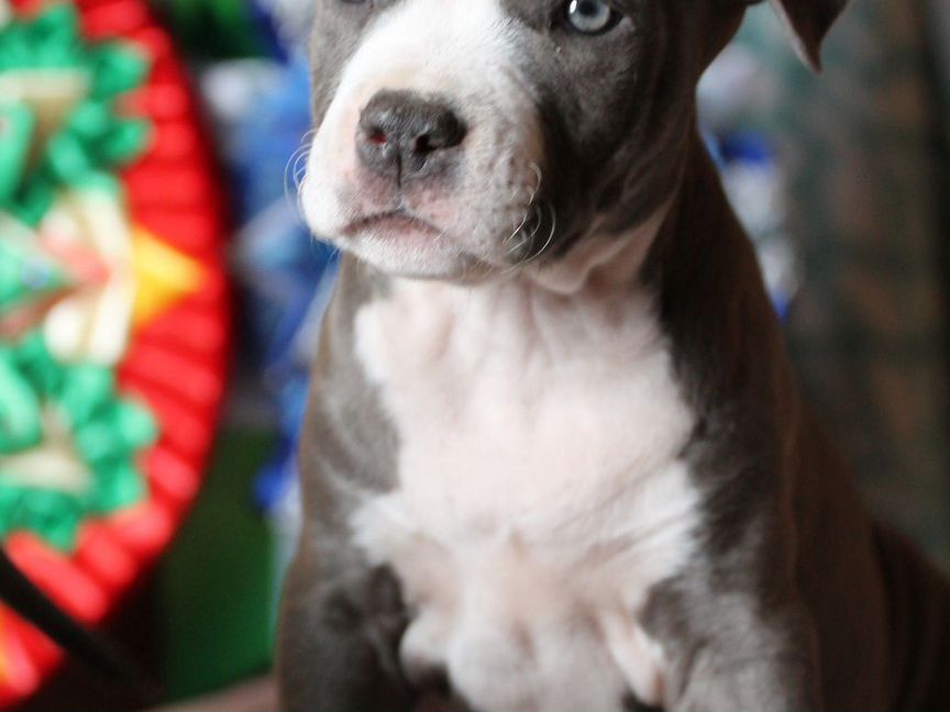 Стаффордширский терьер голубого окраса