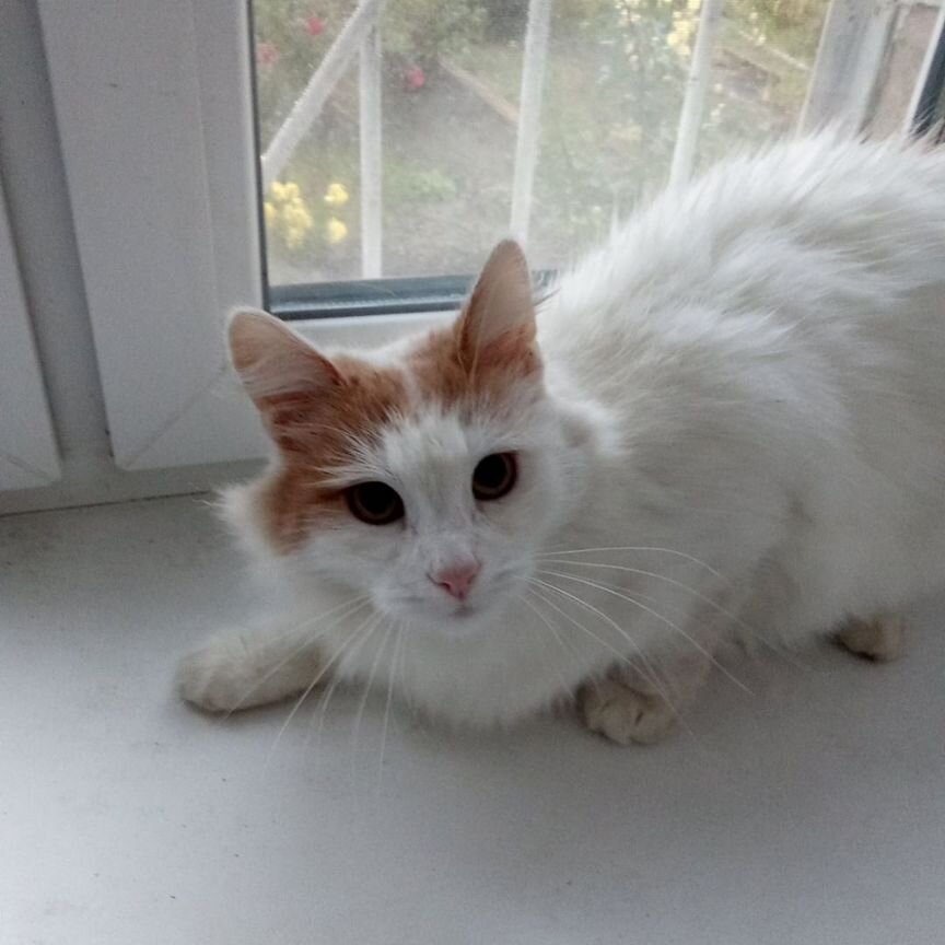 Кошечка в добрые руки