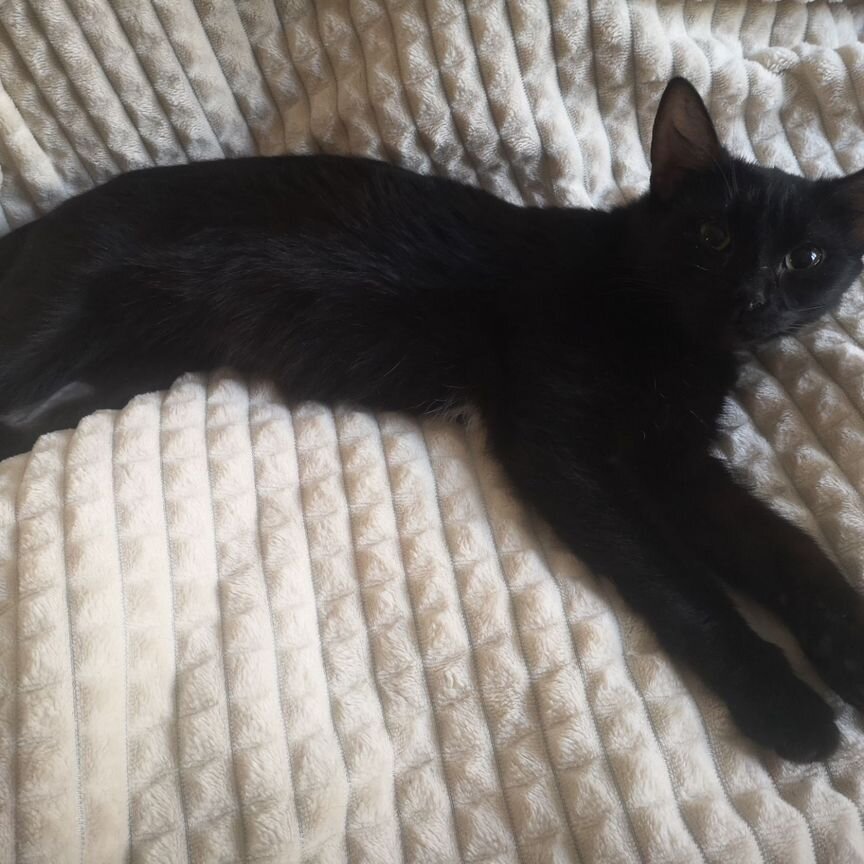 Котенок в поисках дома