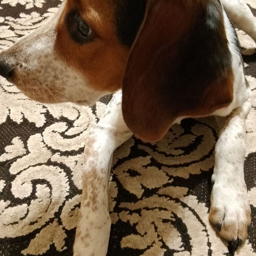 Продам щенка