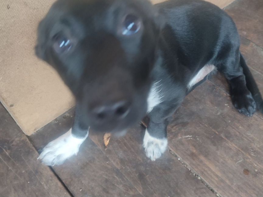 Щенок-мальчик