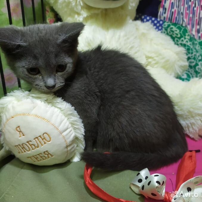 Прелестные котятки ищут дом