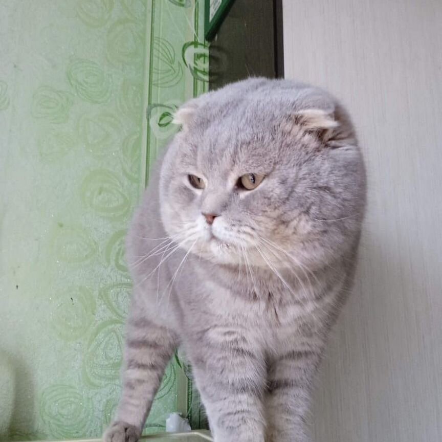 Тэдди ищет дом
