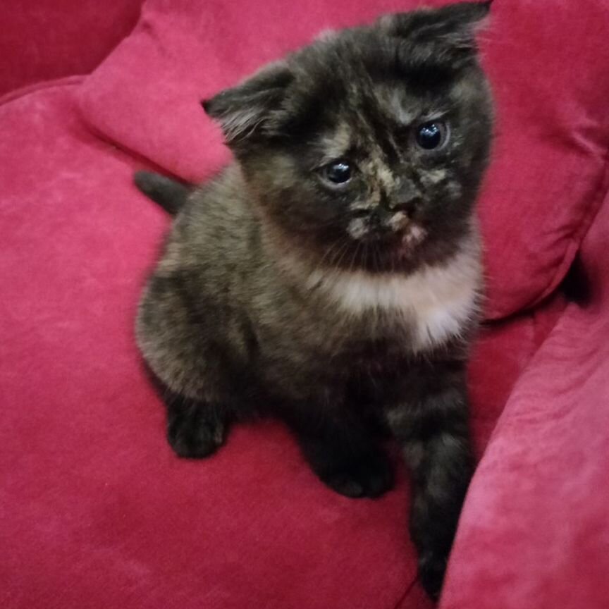 Вислоухие котята