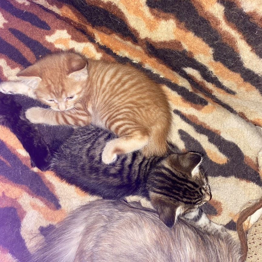 Котята бобтейлы