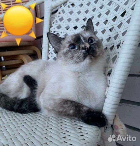 Котенок-подросток Таечка, 7 месяцев