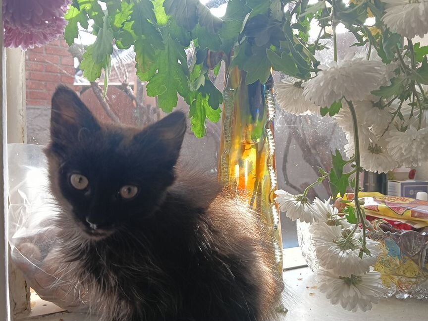 Отдам котят в добрые руки