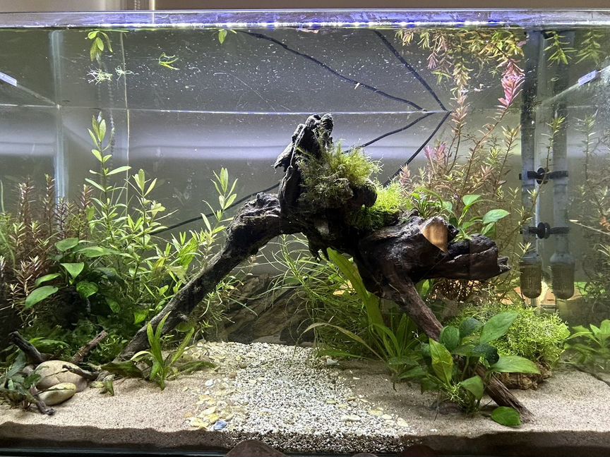 Растения и камни для аквариума