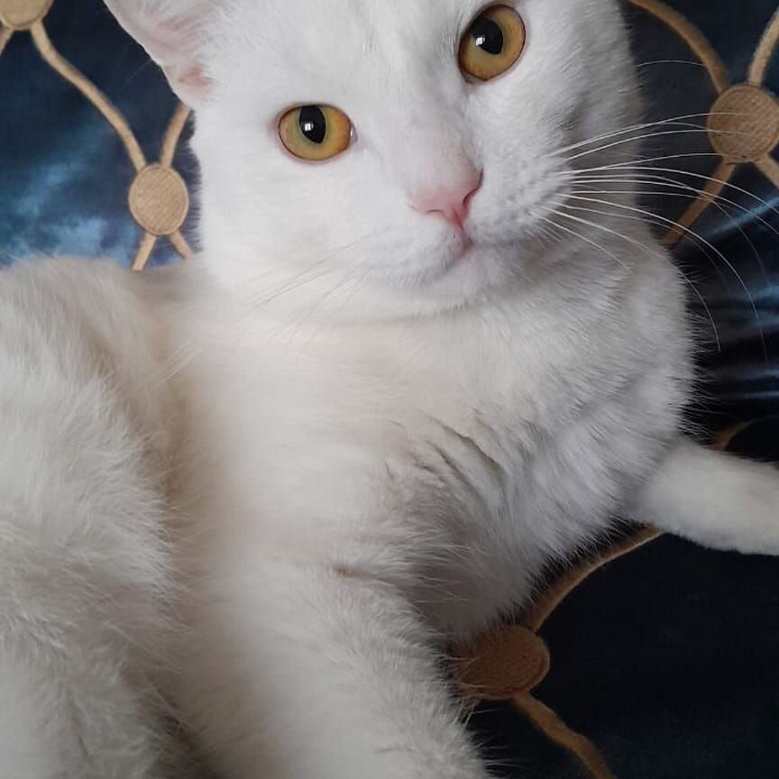 Ляля в добрые руки