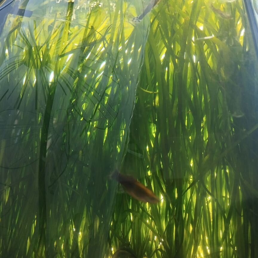 Аквариумные растения