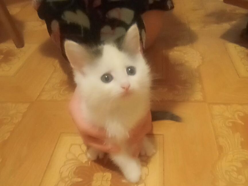 Катята в добрые руки