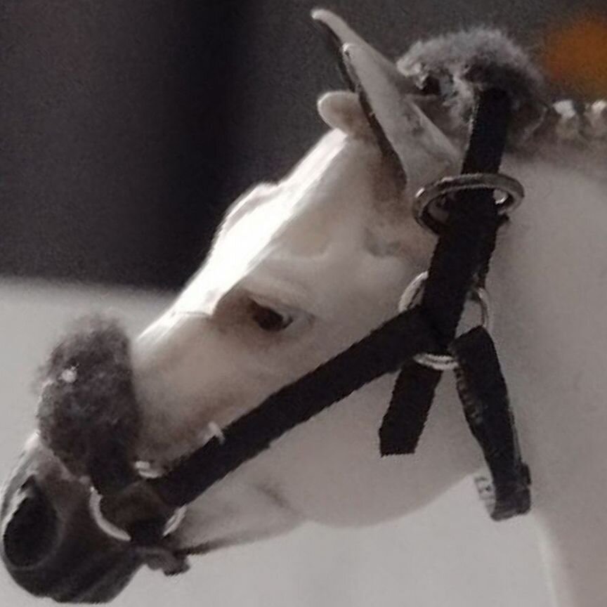 Амуниция для лошади коллекта