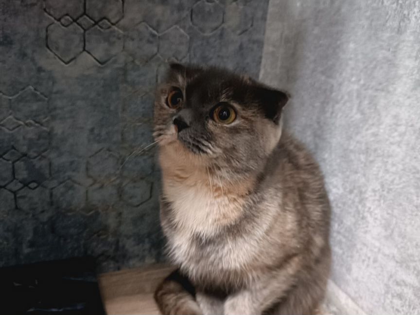 Шотландская вислоухая кошка бесплатно