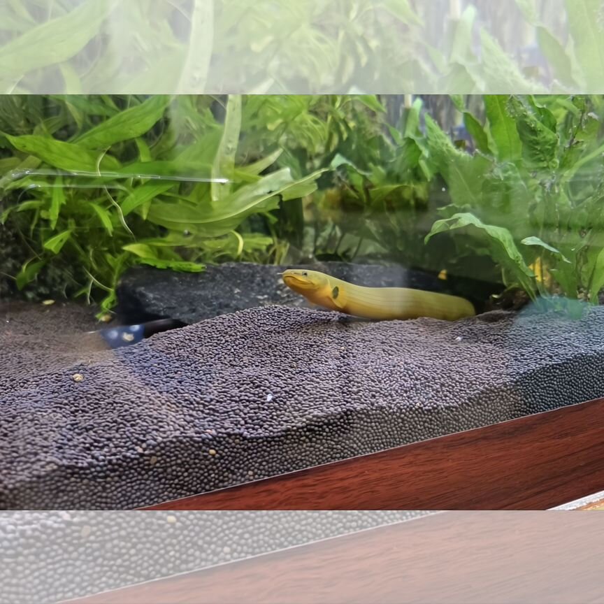 Каламоихт калабарский