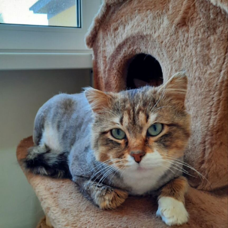 Кот Мишка ищет дом