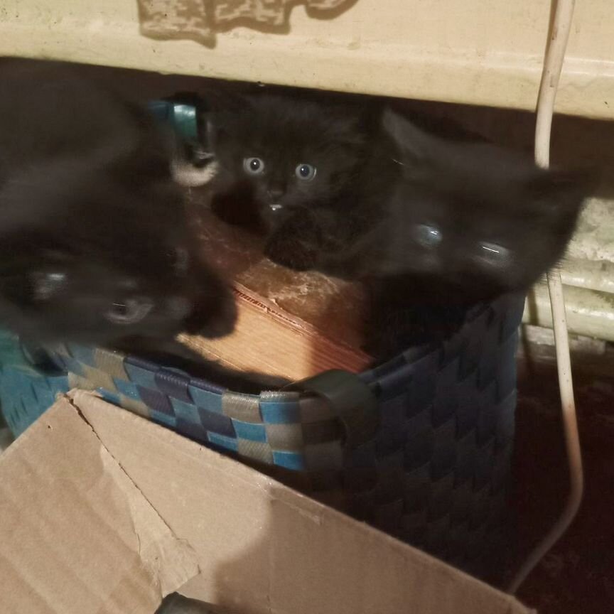Котята от мамы крысоловки бесплатно