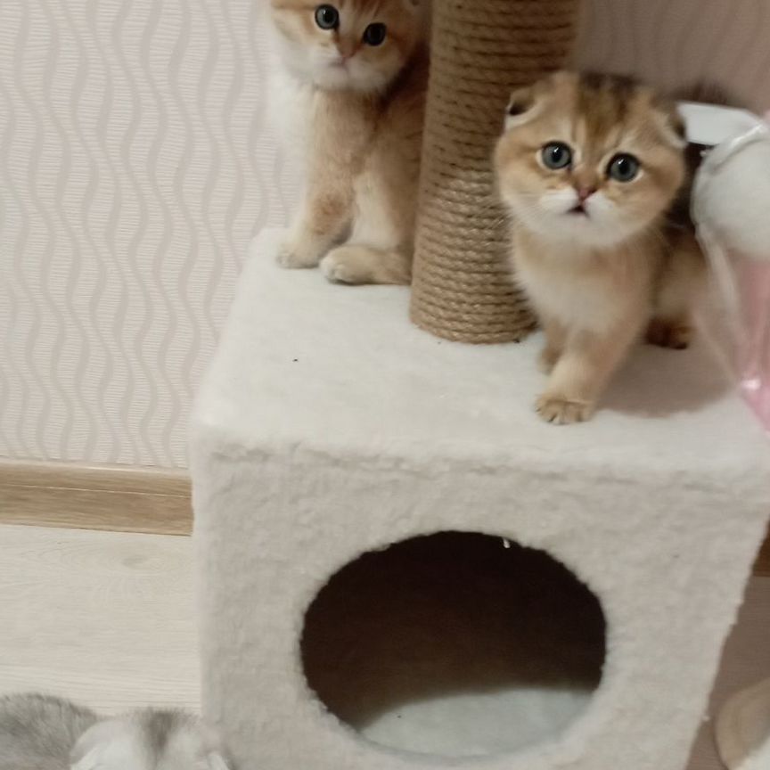 Котята шотландские комки счастья