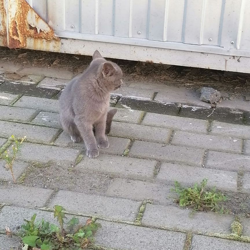 Котята