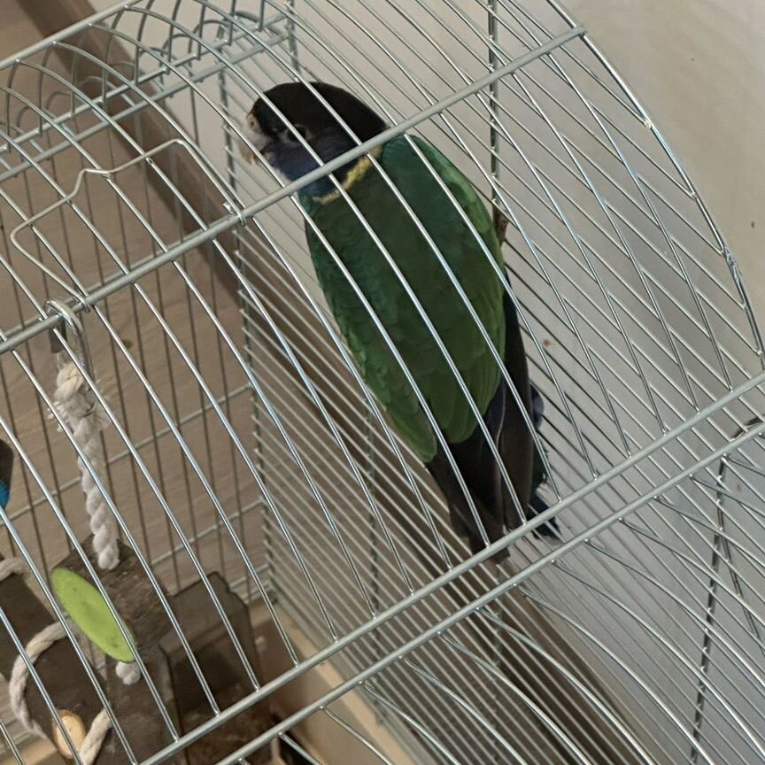 Попугай розелла воротничковая