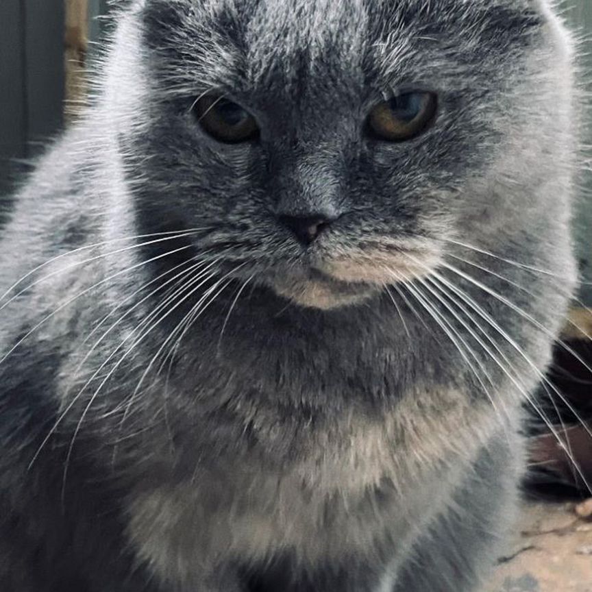 Британская короткошёрстная кошка, взрослая