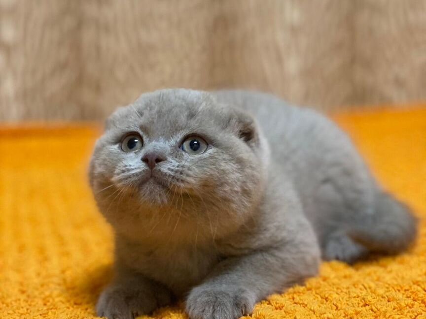Элитная шотландская кошечка