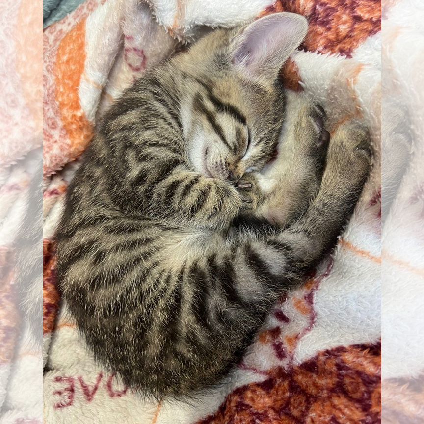 Котёнок в добрые руки