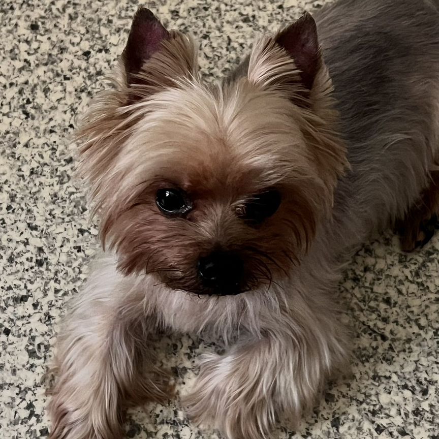 Йоркширский терьер, взрослый пёс