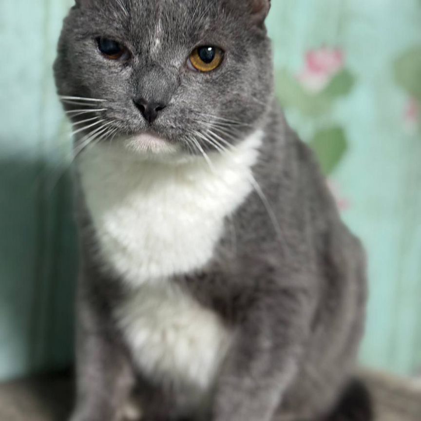 Котик в добрые руки