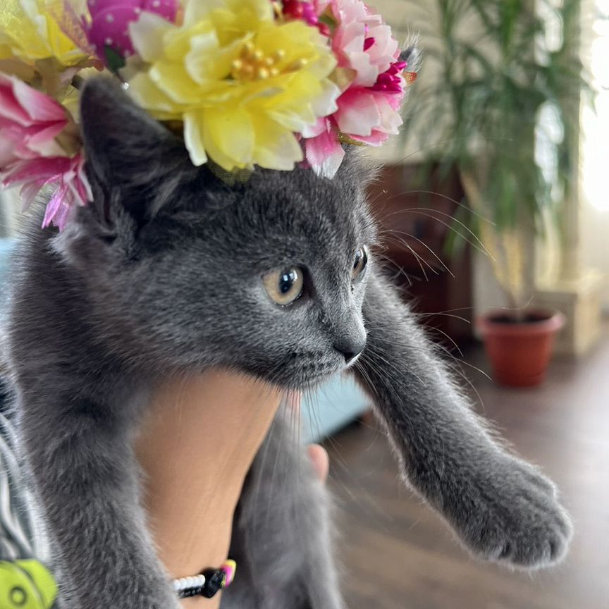 Котенка с приданым в добрые руки