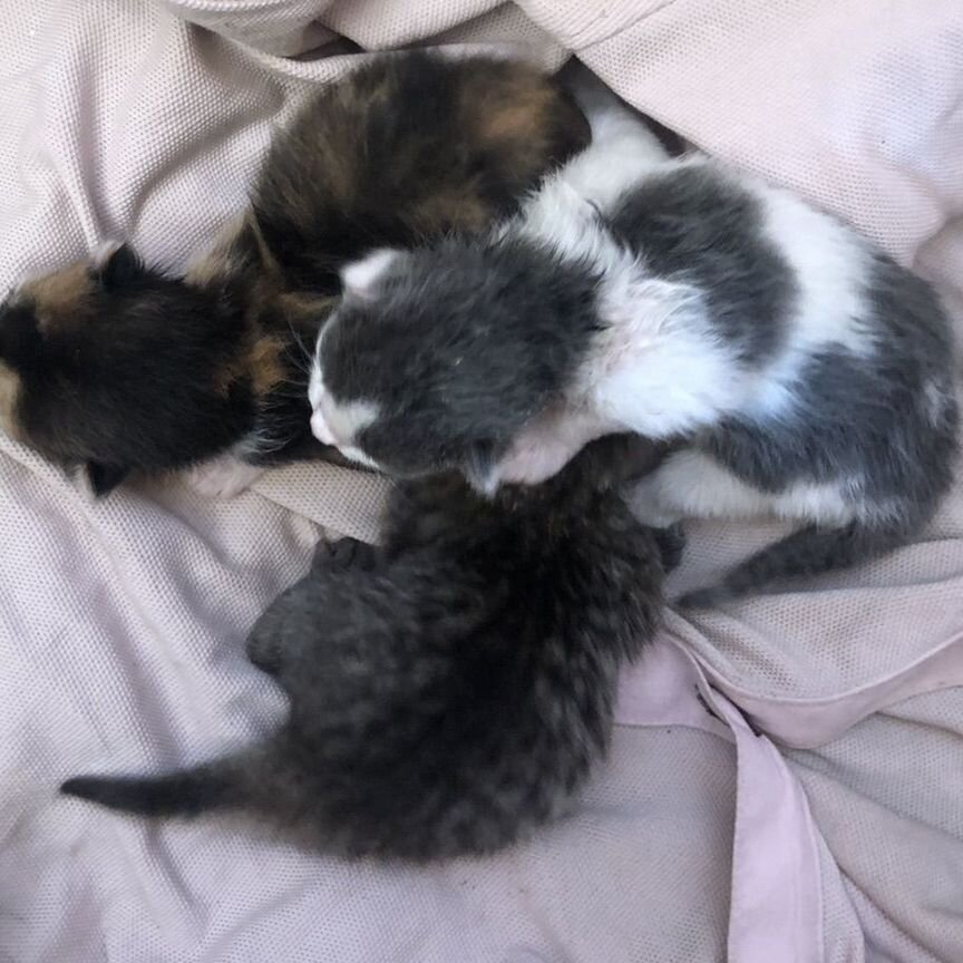 Котята в добрые руки