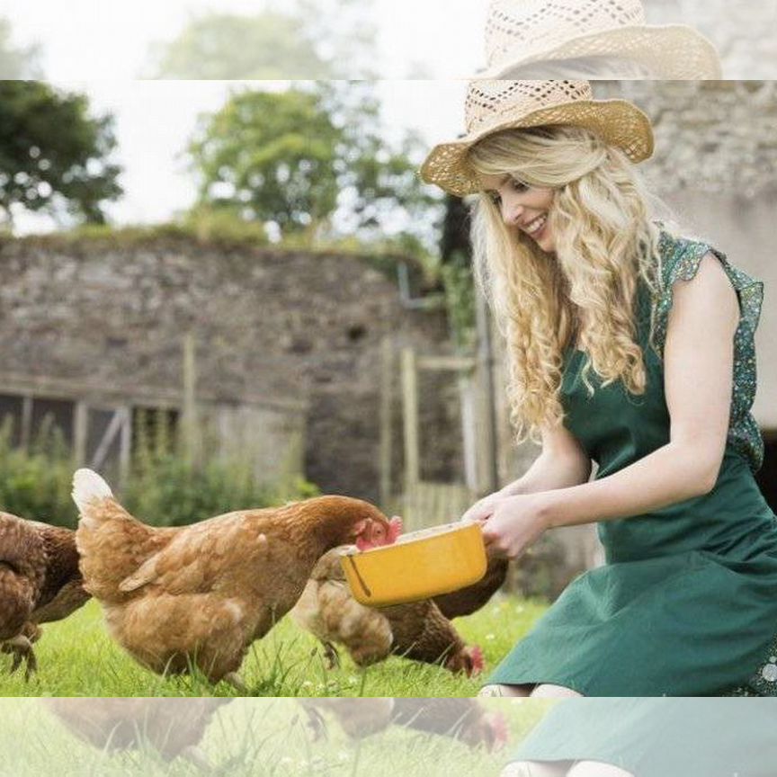 Куры Несушки с доставкой Кубанские красные с доста