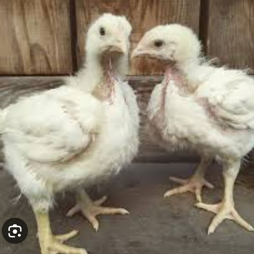 Цыплята бройлеры