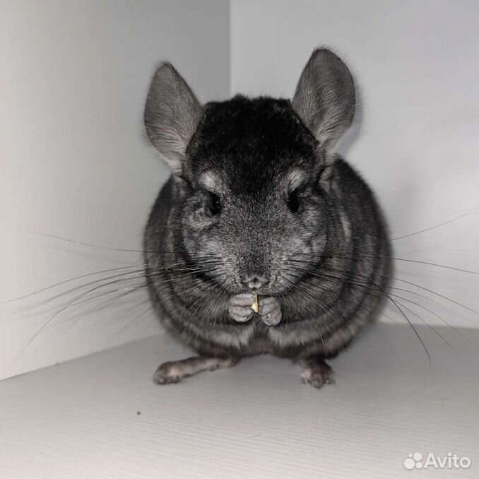 Шиншилла девочка