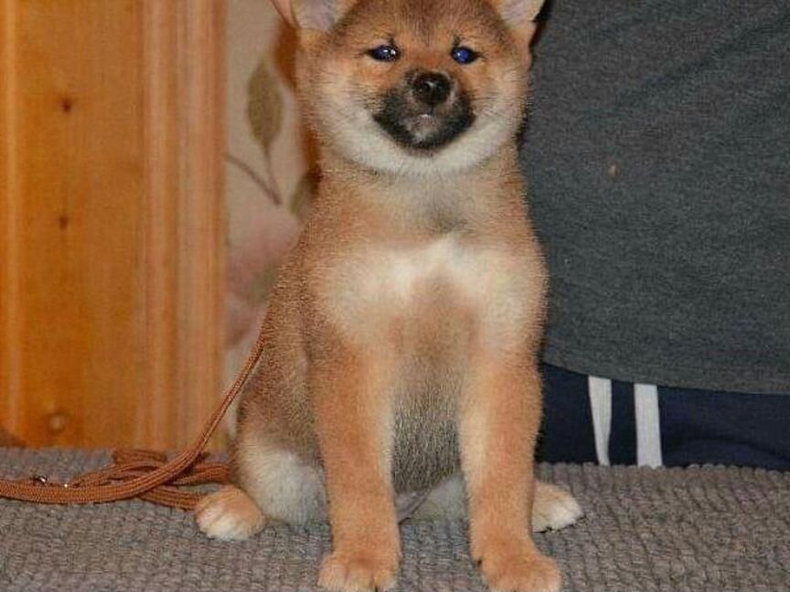 Шибы сан