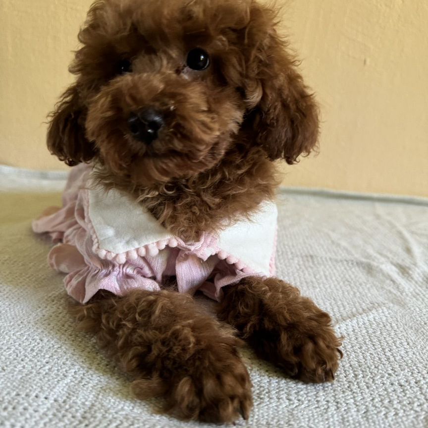 Той пудель девочка