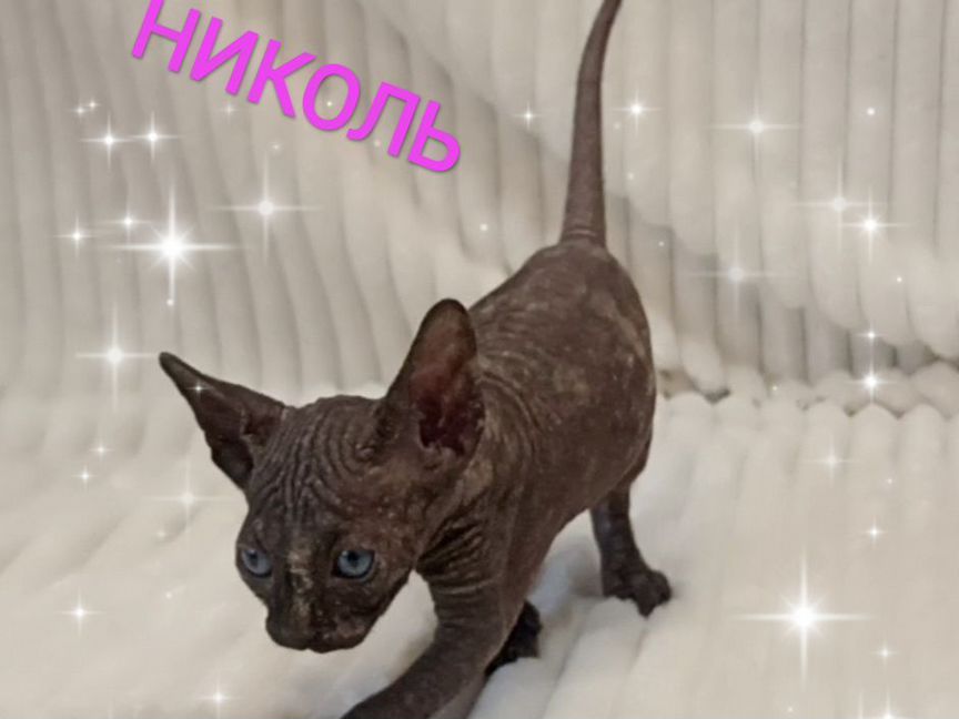 Канадочка Черепашка