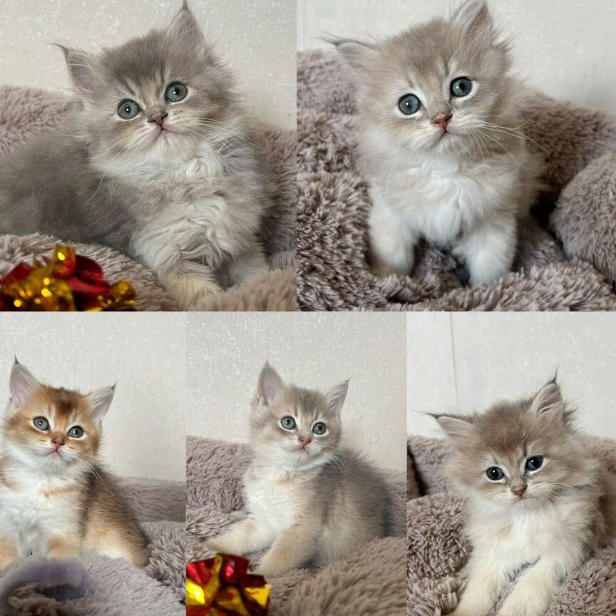 Британские котята золотая голубая шиншилла