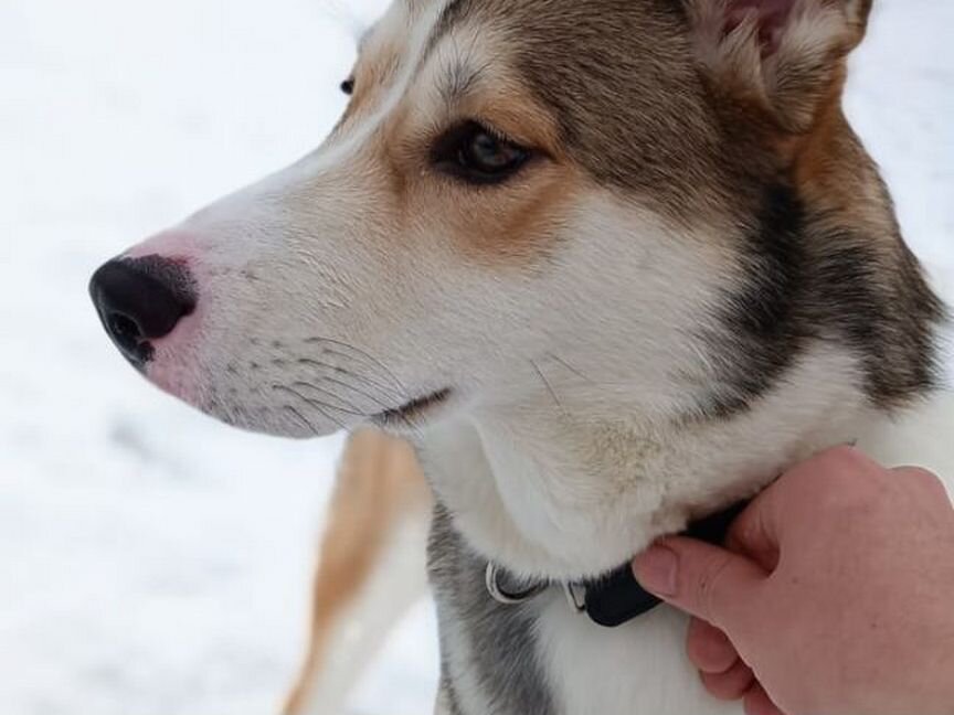 Собака в добрые руки