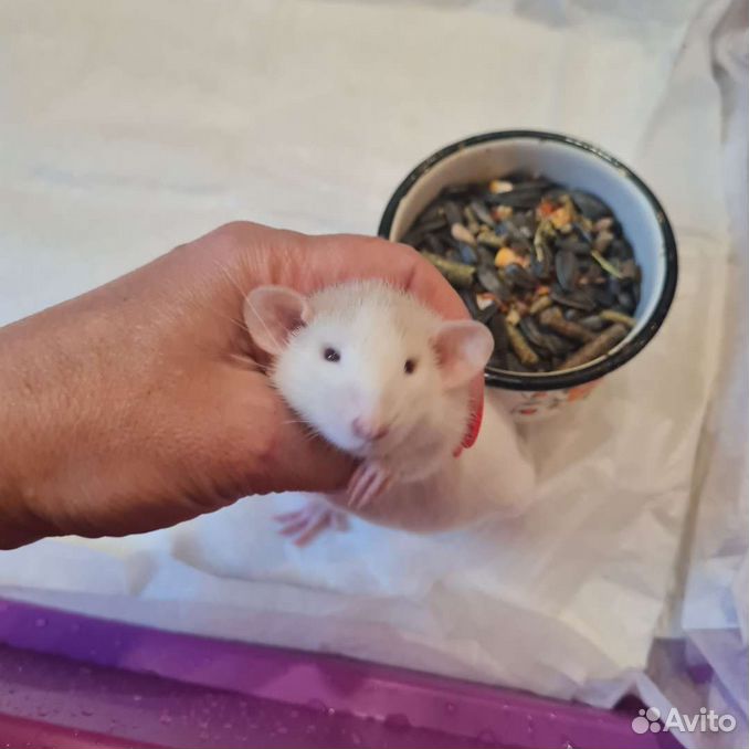 Крыса дамбо мальчик