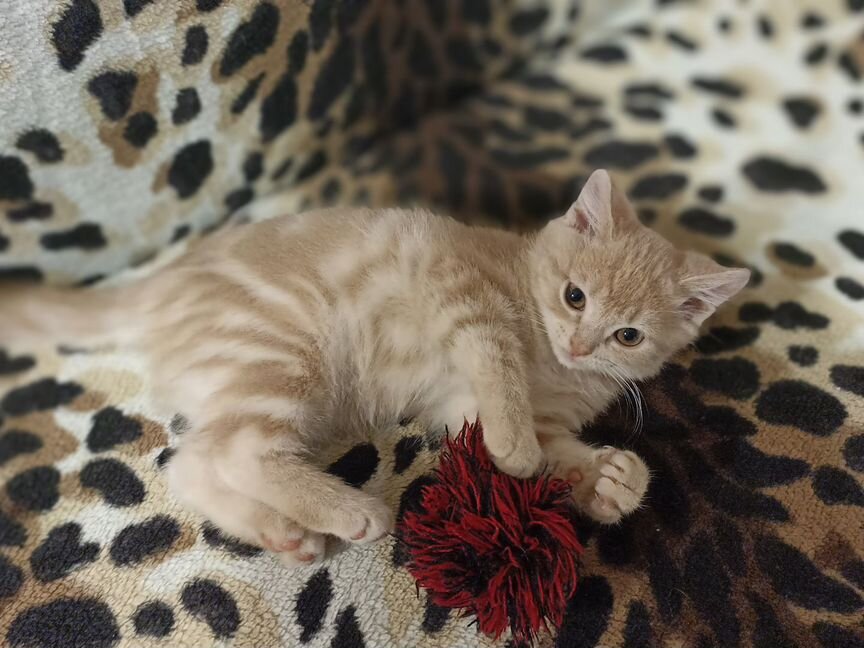 Рыжий котенок