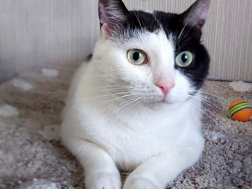 Невзрачная кошечка Лада без хвостика, в дар