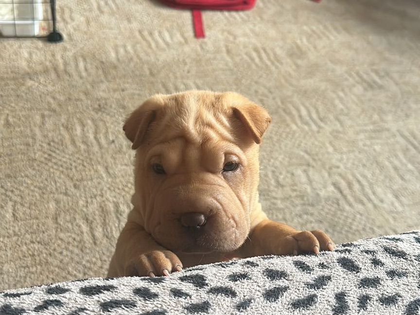 Щенки шарпей