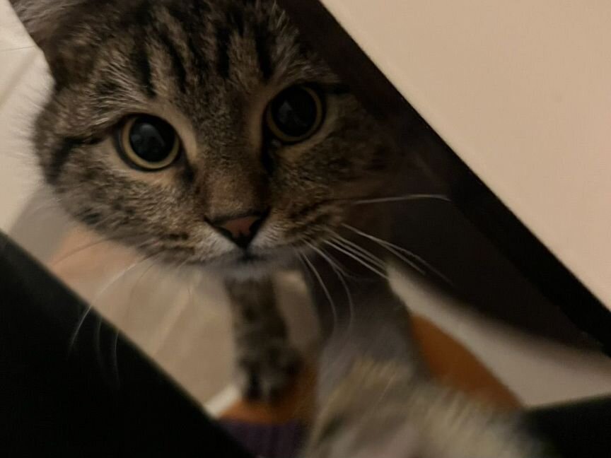 Котик