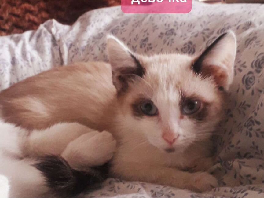 Красивые котята